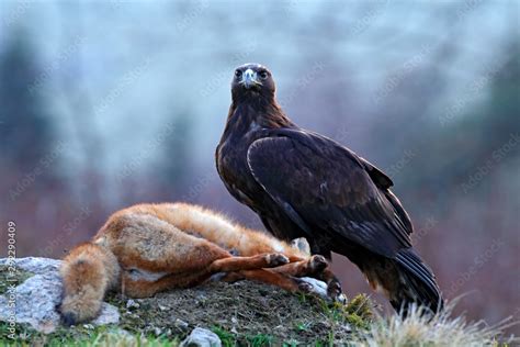 Golden Eagle Attacks Fox