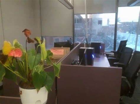 Plant Disease Detection Instance Segmentation Model By Plant Disease