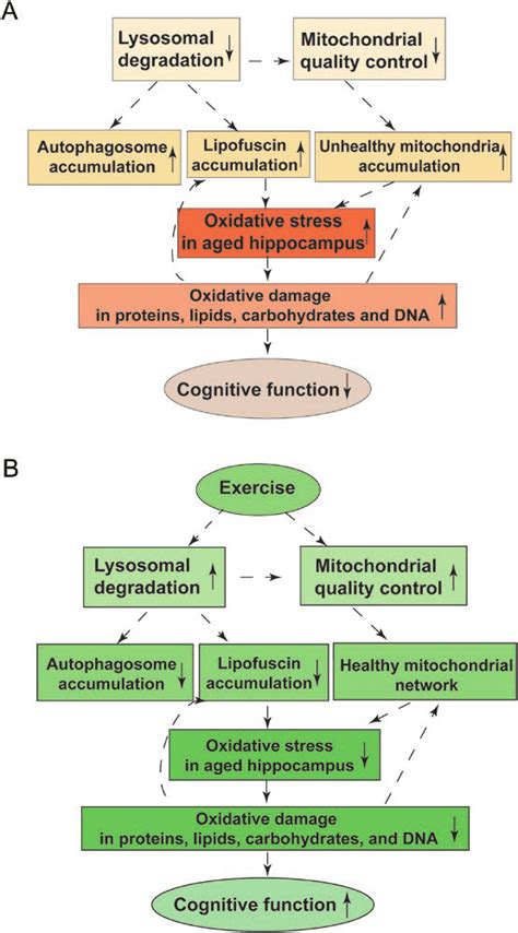 Proposed Model On The Mechanisms By Which Exercise Regulates Cognitive Download Scientific