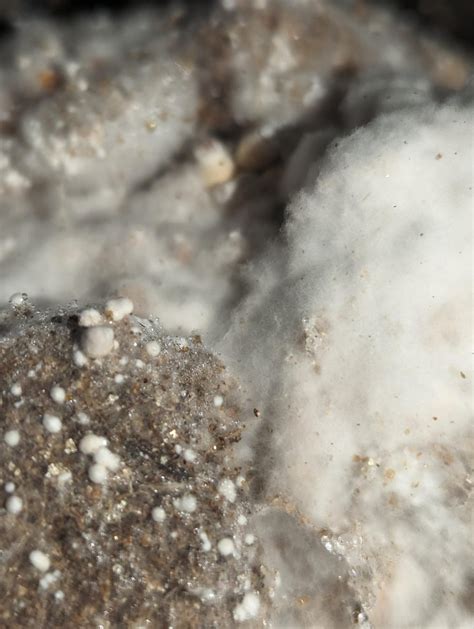 Cobweb Growth Rcontamfam