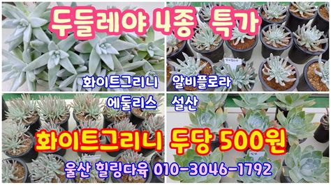 210402📍울산힐링다육 모둠특판 두들레야 4종 화이트그리니 설산 에둘리스 알비플로라 고급수제화분 Youtube