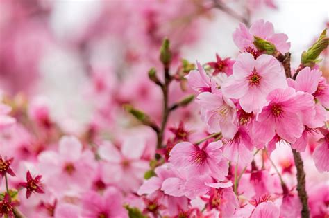 濃い桜の花の写真素材 ぱくたそ