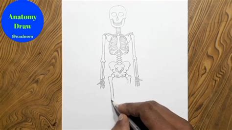 How To Draw Structure Of Skeletal How To Draw Structure Of Skeletal