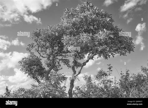 The Tree Token Of A Type Tree Universal Plant In All Types And
