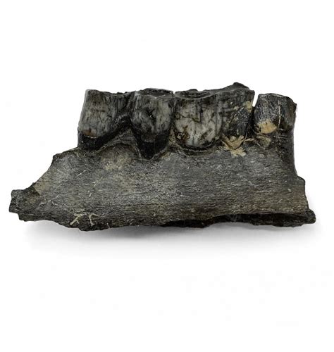 Fossils For Sale Fossils Partial Fossil Deer Jaw From The