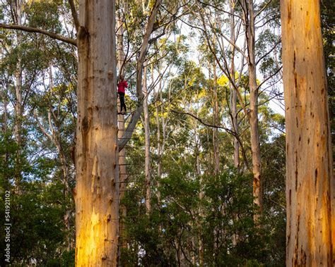 Brave Girl Climbs Famous Gloucester Tree In Western Australia Dangerous Climb Up Metre Tree