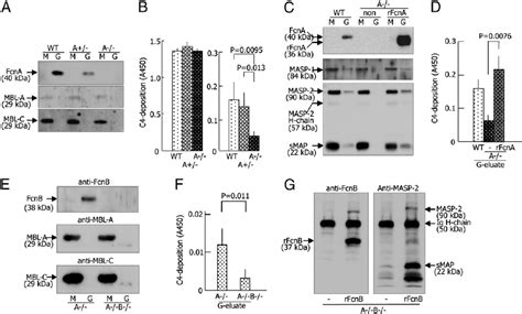 Deficiency And Reconstitution Of The Ficolin Mediated Lectin Pathway In