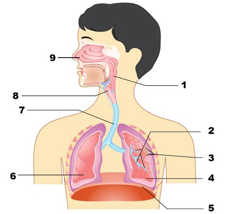 Science Diagram Quizlet