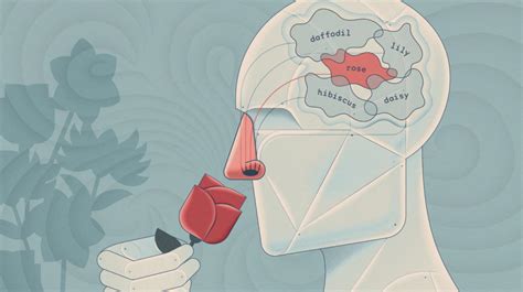 用机器学习建立的数字「鼻子」表明，我们的嗅觉既反映了芳香分子的结构，也反映了产生它们的代谢过程 It思维