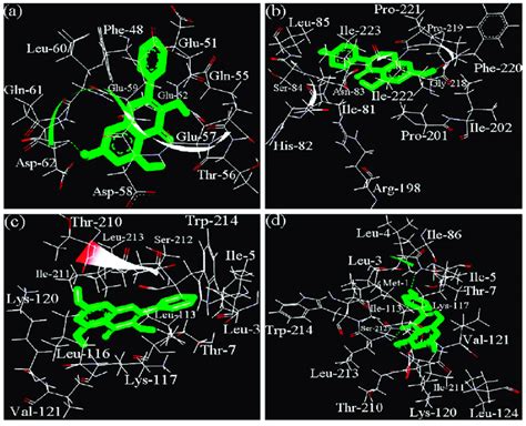 The Docked Sites For The Non Covalent Binding Of β Casein Ab Or α S1 Download Scientific