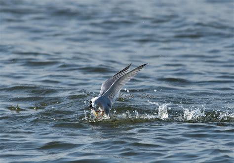 飛翔離水空中水切り コアジサシ 自粛の奏功 画像整理 未分類