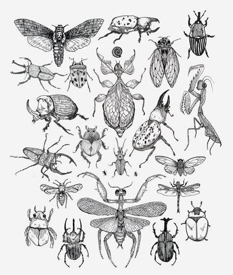 Insect Reference Drawing