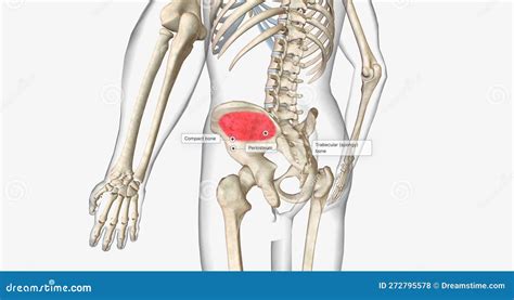 Trabecular Cartoons Illustrations And Vector Stock Images 233 Pictures To Download From