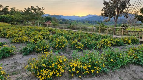 ต้นตัดออกครึ่งหนึ่ง สวนดอกเก็กฮวยอินทรีย์ บ้านลุงเคน