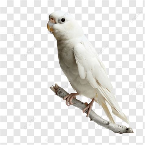 날개를 펼치는 흰 비둘기 평온 우아함 새 Png 일러스트 및 이미지 에 대한 무료 다운로드 Pngtree