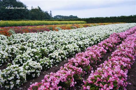 ณ โทมิตะฟาร์ม ถึงดอกลาเวนเดอร์จะหมดไป ทัวร์ฮอกไกโด ทัวร์ญี่ปุ่นราคาถูก แพ็คเกจทัวร์ญี่ปุ่น