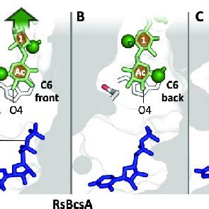 Cross Section Of The Active Site And Start Of The TM Channel Download Scientific Diagram