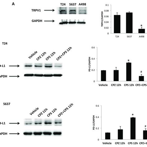 Pd L1 Localization In Cps Treated Cells Confocal Microscopy Analysis Download Scientific