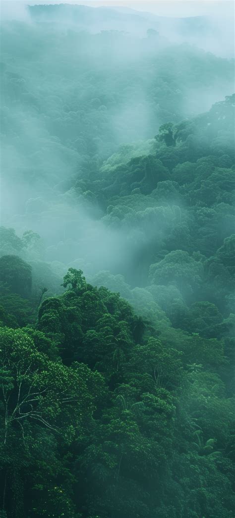 雨林 薄雾 无人机照片 鸟瞰 绿色 电脑壁纸 4k壁纸壁纸下载 壁纸汇