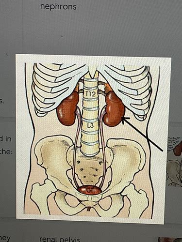 M Ch 18 M Ch 17 And Urinary System For Clinical Exam Flashcards Quizlet