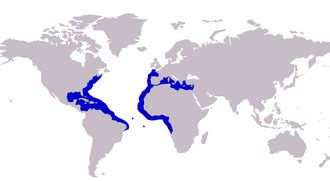 Blue Runner Wikipedia