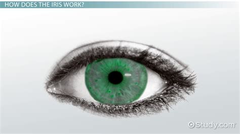 Iris Of The Eye Definition Function Parts Lesson Study Com