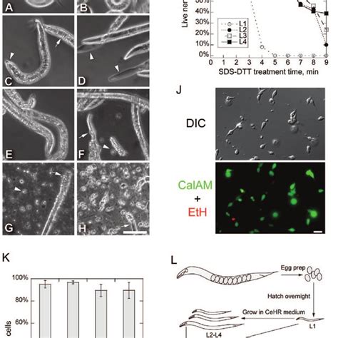 Larval Cell Isolation Procedure Ah Phase Contrast Micrographs Of