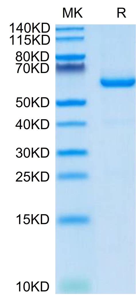 Mouse Cd73 Nt5e Protein Recombinant Reprokine