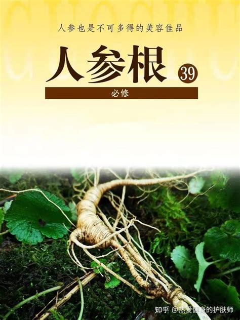 护肤成分——人参根提取物（不可多得的美容佳品） 知乎