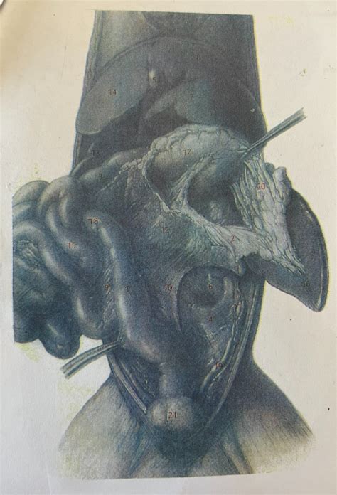 Cat Dissection Figure 33 Diagram Quizlet