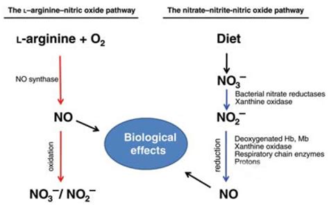 Nitrate And Nitrite Supplementation Ironmag Bodybuilding Blog