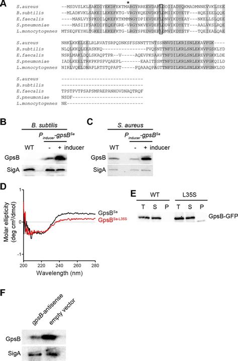 Figures And Data In An Essential Staphylococcus Aureus Cell Division Protein Directly Regulates