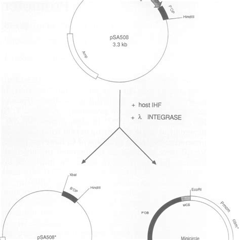 Cloning Strategy To Create Minicircular Dna Containing The Mom