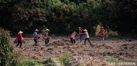 田間地頭漚肥忙農村勞作景色美 每日頭條