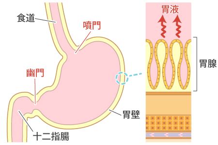 「胃」の仕組みと働き Lideaリディア