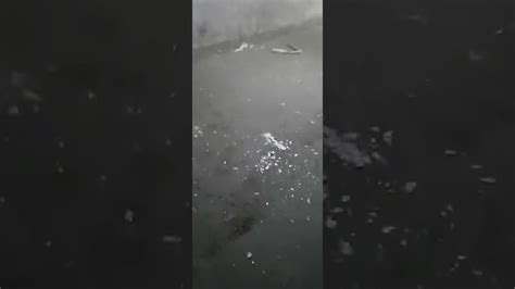 გადასასვლელი თბილისში Youtube