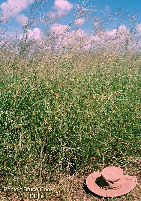 Factsheet Tall Finger Grass