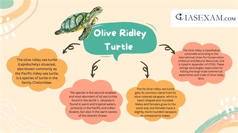 Olive Ridley Turtle Ias Exam