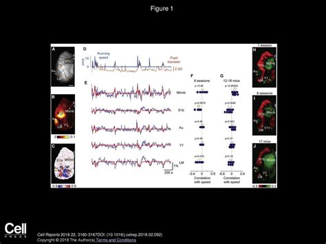 effects of arousal on mouse sensory cortex depend on modality ppt