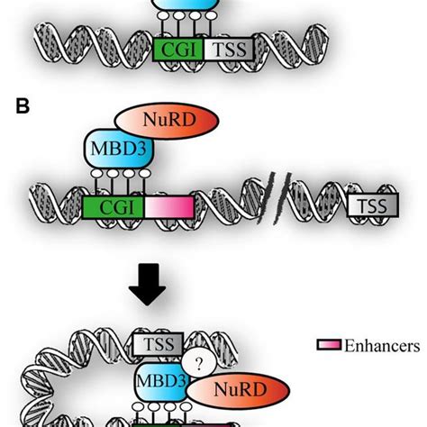 Mbd2 Binding To Chromatin A Schematic Representation Of Mbd2 Binding Download Scientific