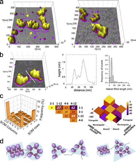 Large Polysomes Are Formed By Ribosome Clusters Connected By Naked RNA