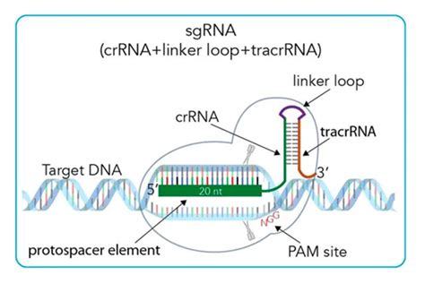 干货分享 化学合成sgrna助力精准基因编辑
