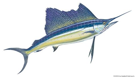 Sailfish Marine Predator Speed Swimmer Billfish Britannica