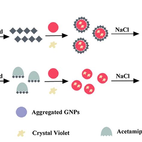 Schematic Representation Of The Sers Based Biosensor For The Detection Download Scientific