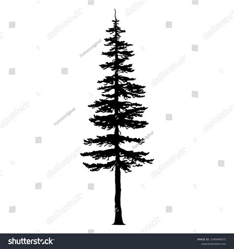Douglas Fir Pine Over Royalty Free Licensable Stock Illustrations Drawings Shutterstock