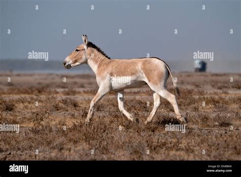 Indian Wild Ass Equus Hemionus Khur At Wild Ass Sanctuary Gujarat