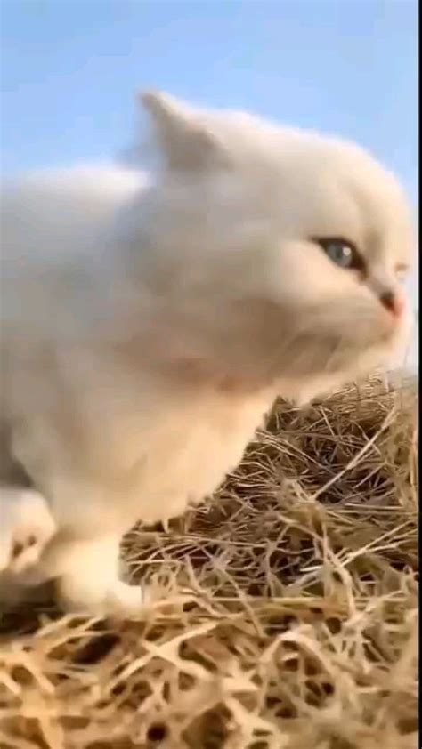 Instagram Video By Narciso Reyes • Jan 14 2025 At 526 Pm