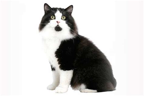 The 10 Cutest ＂black And White＂ Cat Breeds
