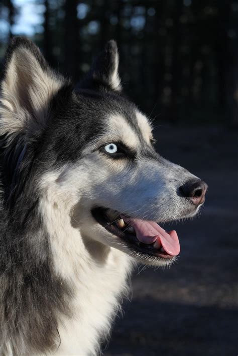 🔥 Free Download Siberian Husky Wallpaper Hd Image Stock By Sarahh96