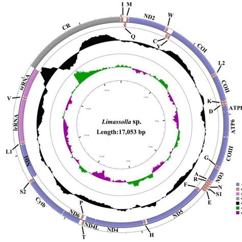 Organization Of The Complete Mitogenome Of Limassolla Sp Download